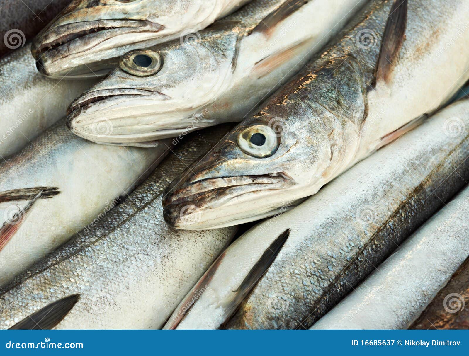 Cod fish heads stock image. Image of food, codfish, fish - 16685637