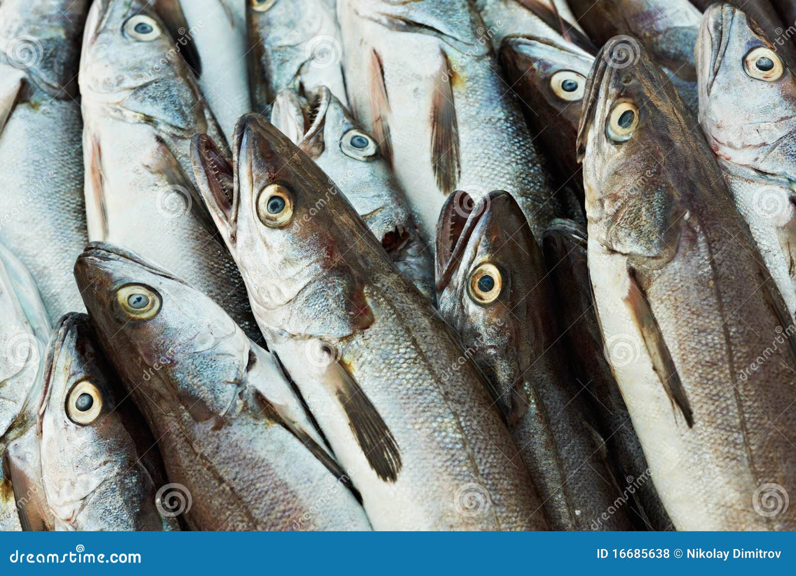 Cod fish heads stock photo. Image of food, fish, head - 16685638
