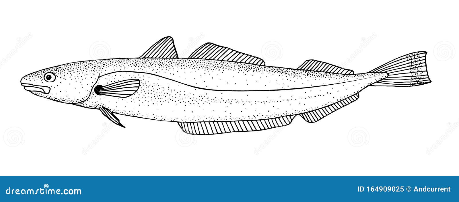 Cod Fish Merling. Hand Drawn Realistic Isolated Illustration. Stock ...