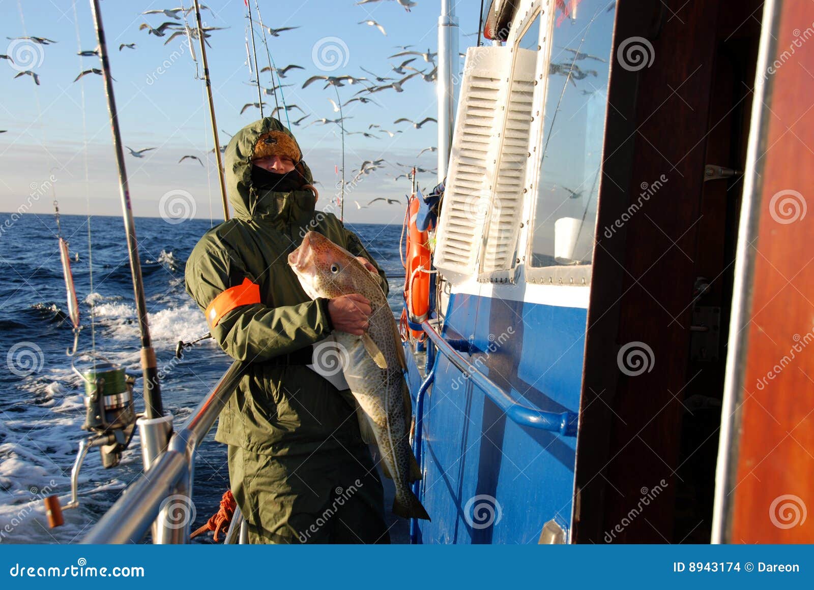 Cod Fish - Motorboat on Baltic Sea Stock Photo - Image of boat, adult ...
