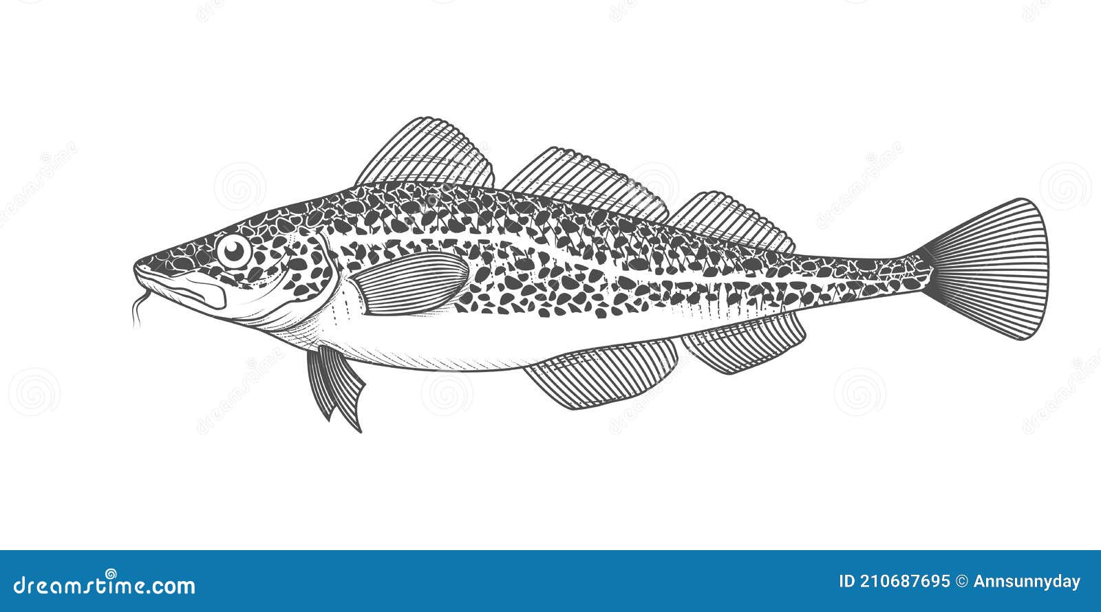 Cod Fish Sketch, Hand Drawn Fish, Cod Seafood Menu, Fish in Engraved ...