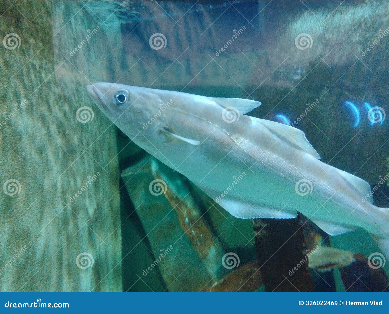 Cod fish in the water stock image. Image of nature, move - 326022469