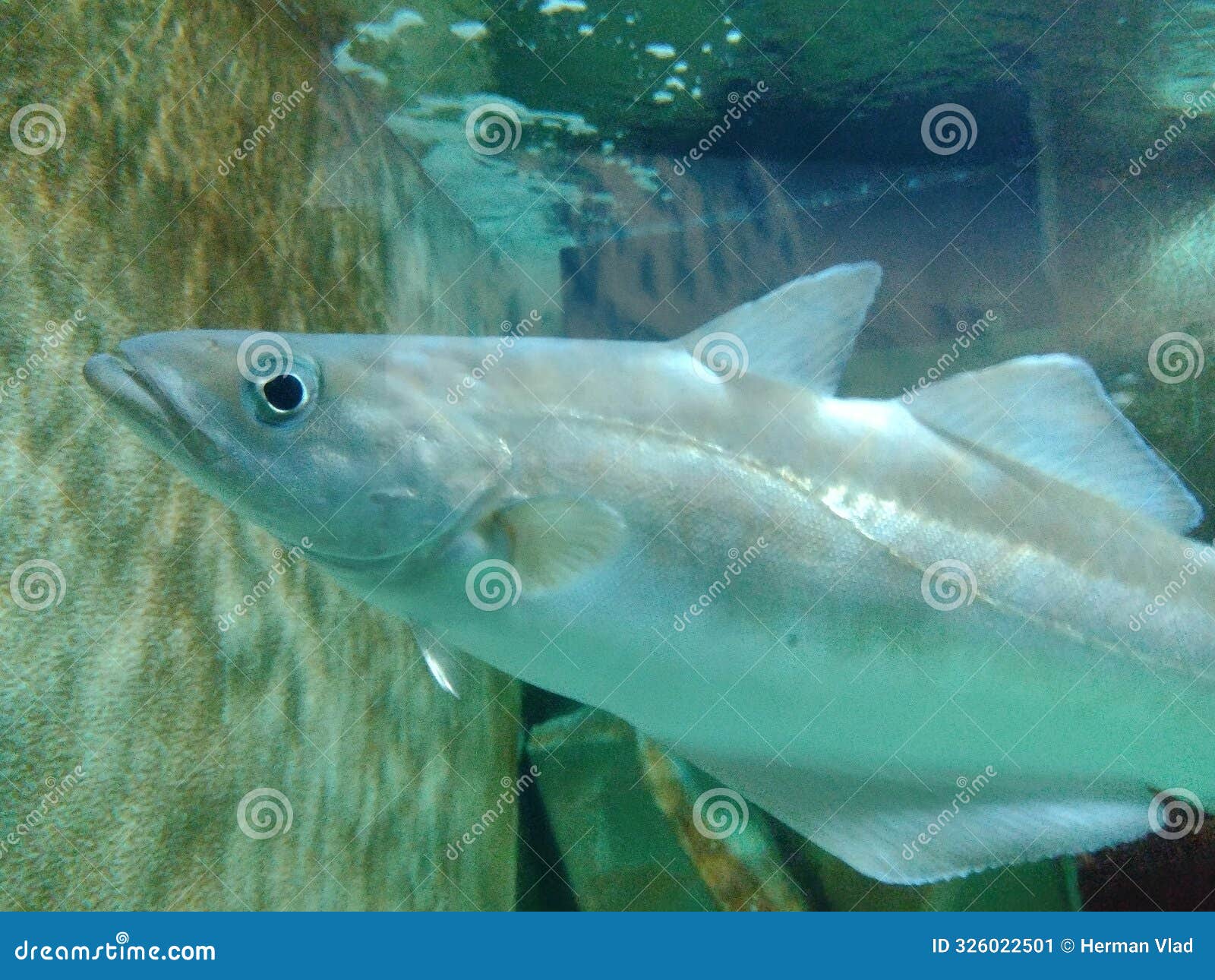 Cod fish in the water stock image. Image of wildlife - 326022501