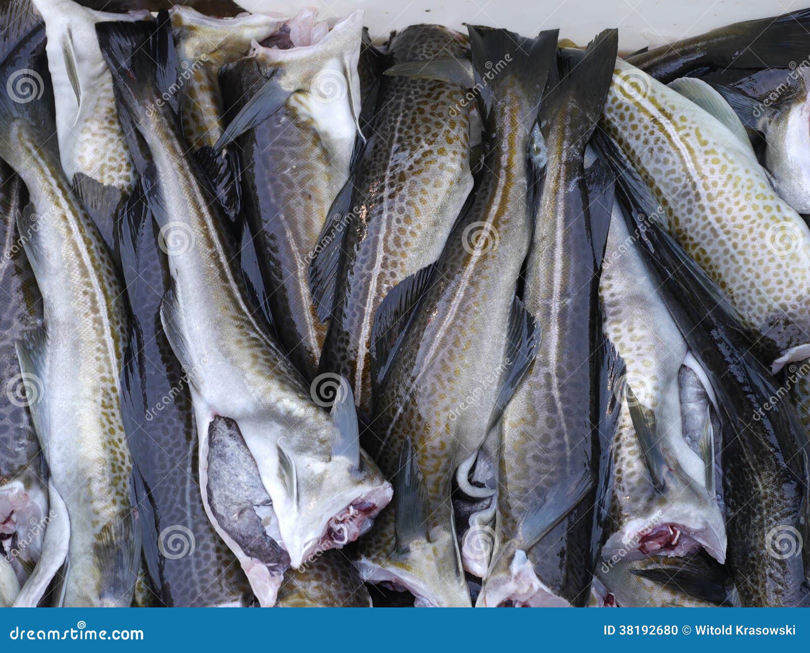 Cod fishes stock photo. Image of fish, travel, fishing - 38192680