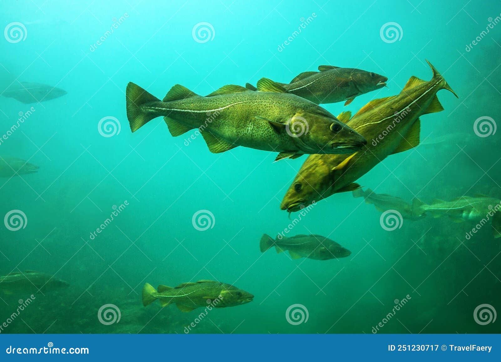Cod Fishes Floating in Aquarium, Alesund, Norway Stock Image - Image of ...