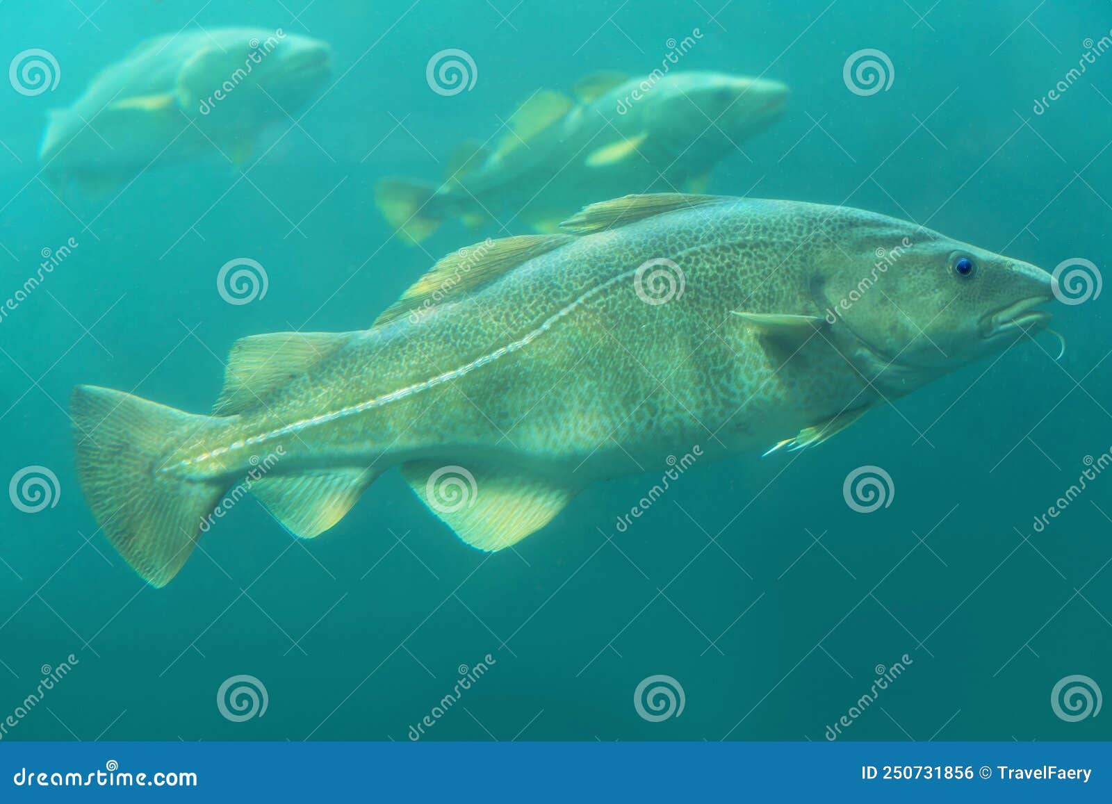 Cod Fishes Floating in Blue Water Stock Photo - Image of fishes, food ...