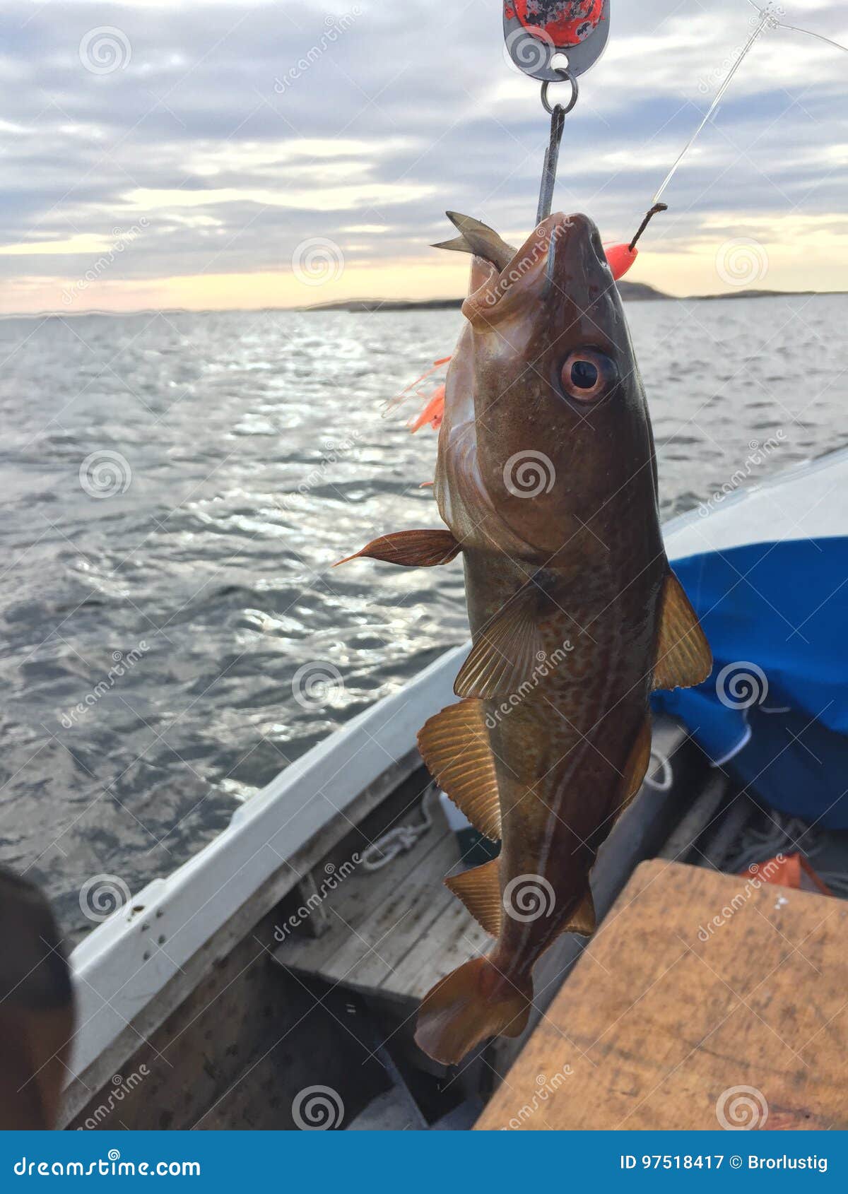 Cod fishing in Sweden stock image. Image of sweden, fishing - 97518417