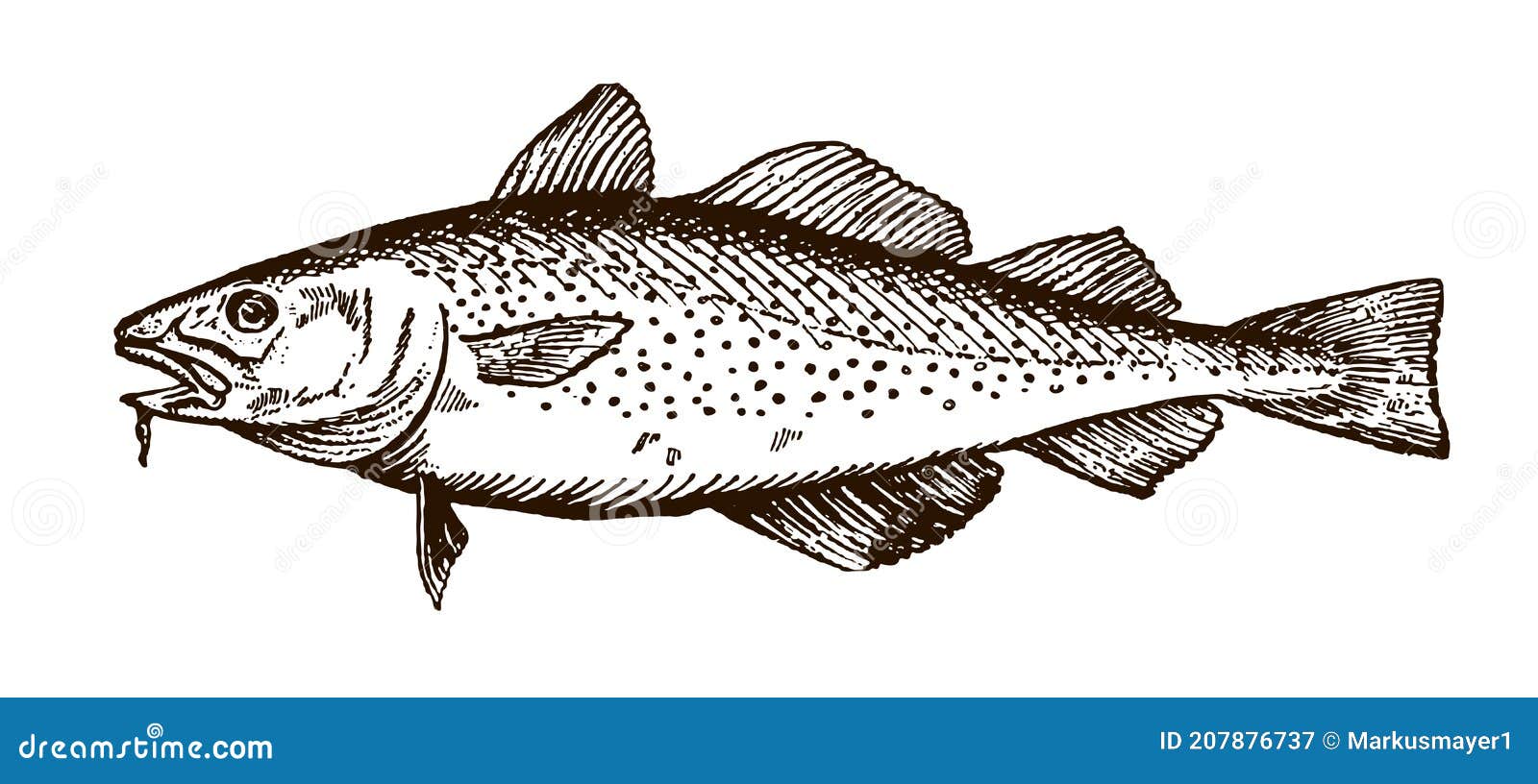 Cod, Gadus with Opened Mouth in Side View Stock Vector - Illustration ...