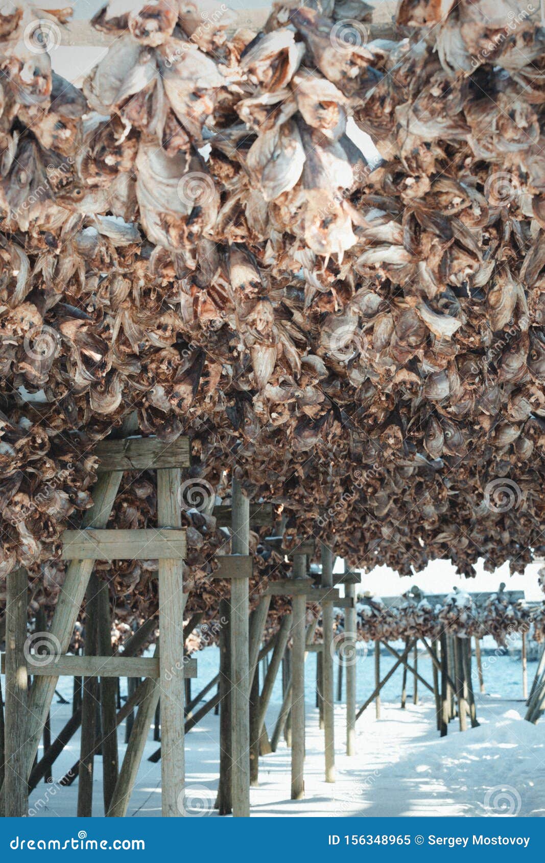Cod heads in Lofoten stock image. Image of food, hang - 156348965