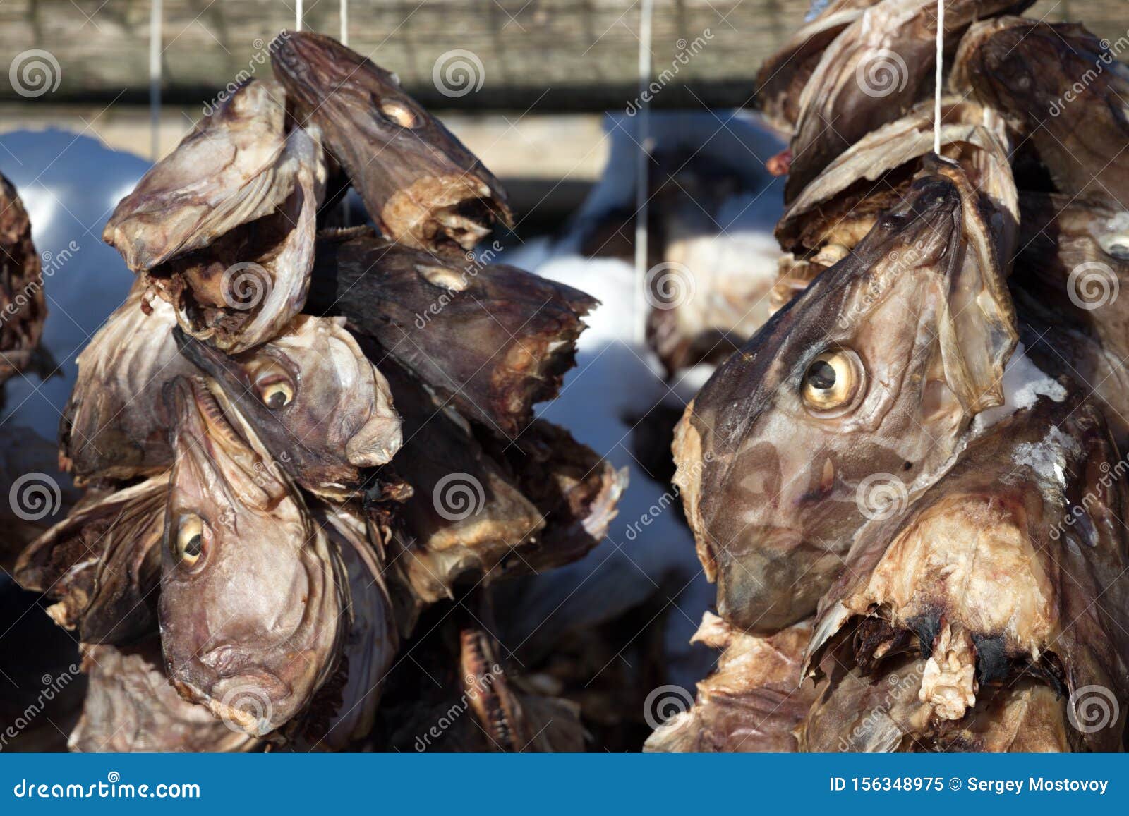 Cod heads in Lofoten stock image. Image of head, meat - 156348975