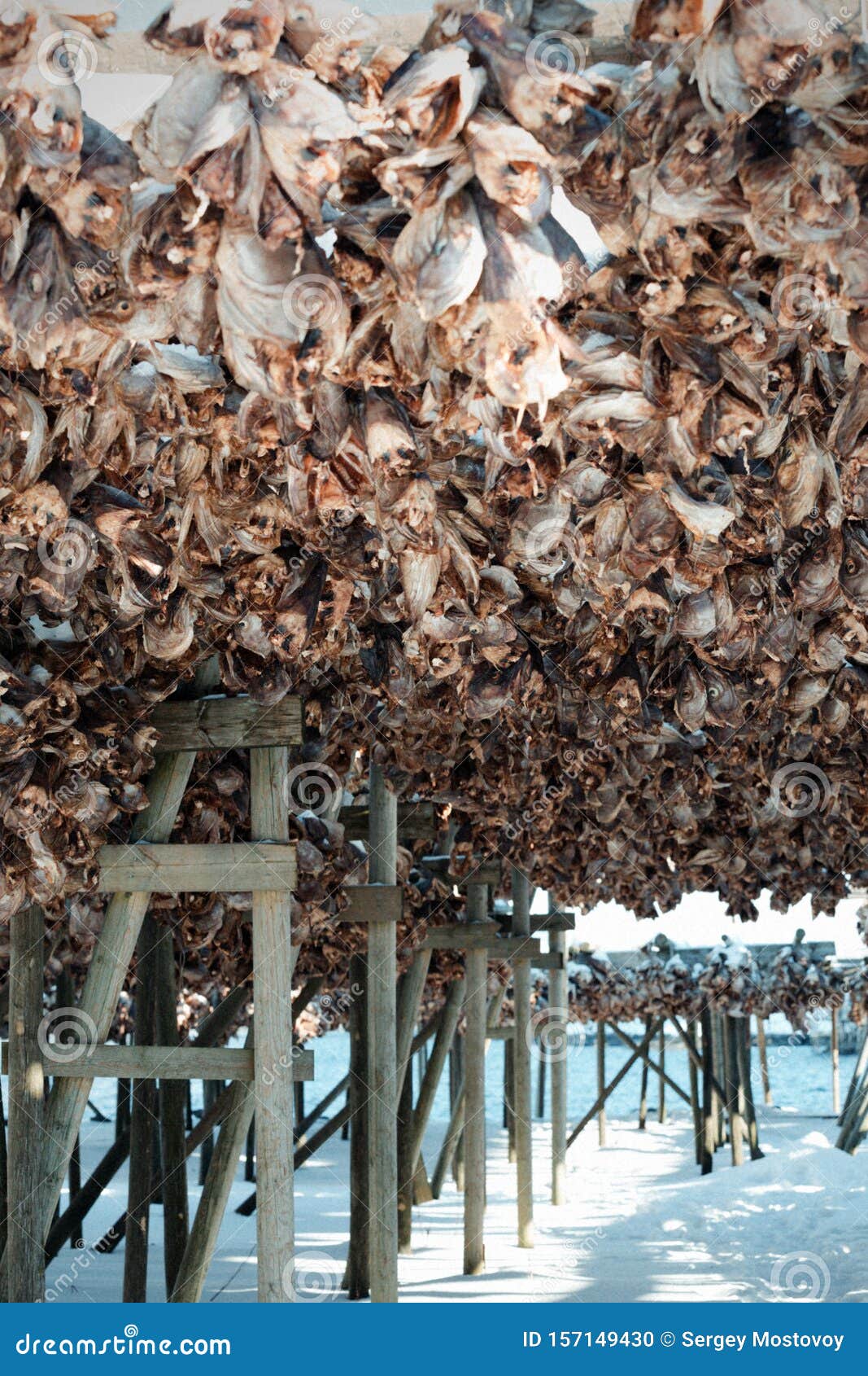 Cod heads in Lofoten stock photo. Image of dried, norway - 157149430