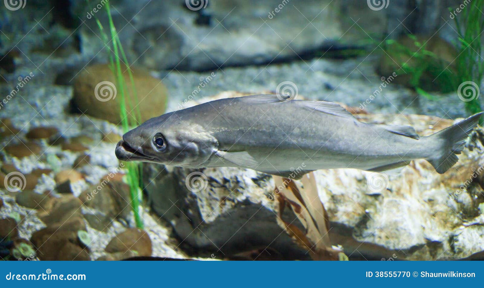Cod stock photo. Image of young, ling, ocean, fishing - 38555770
