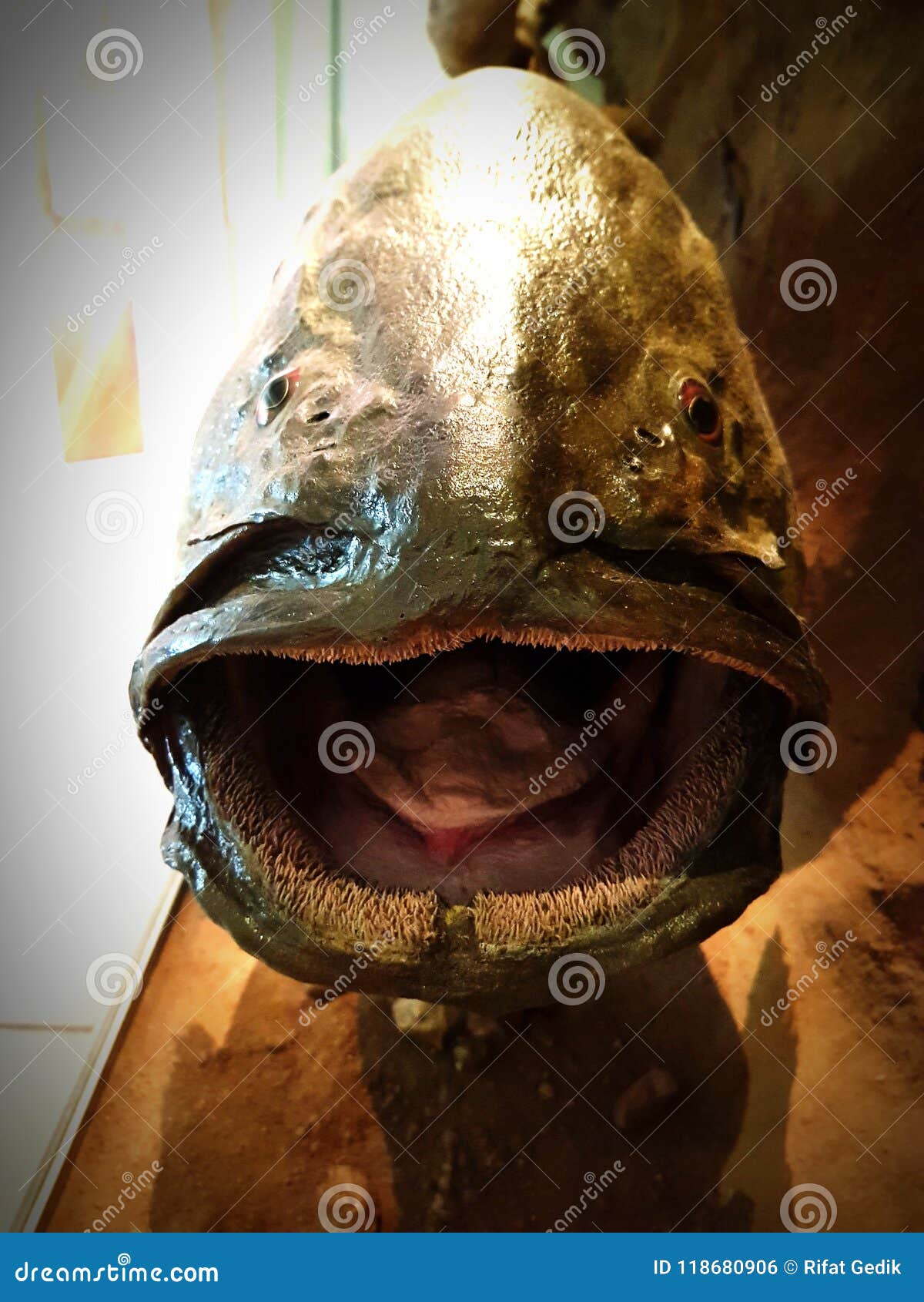 Cod editorial photo. Image of displa, museum, melbourne - 118680906