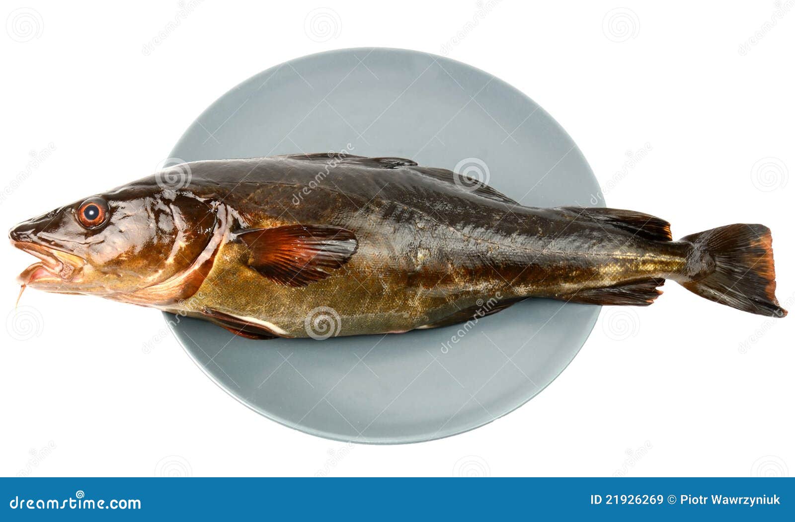Cod on a plate stock image. Image of codfish, brown, biology - 21926269