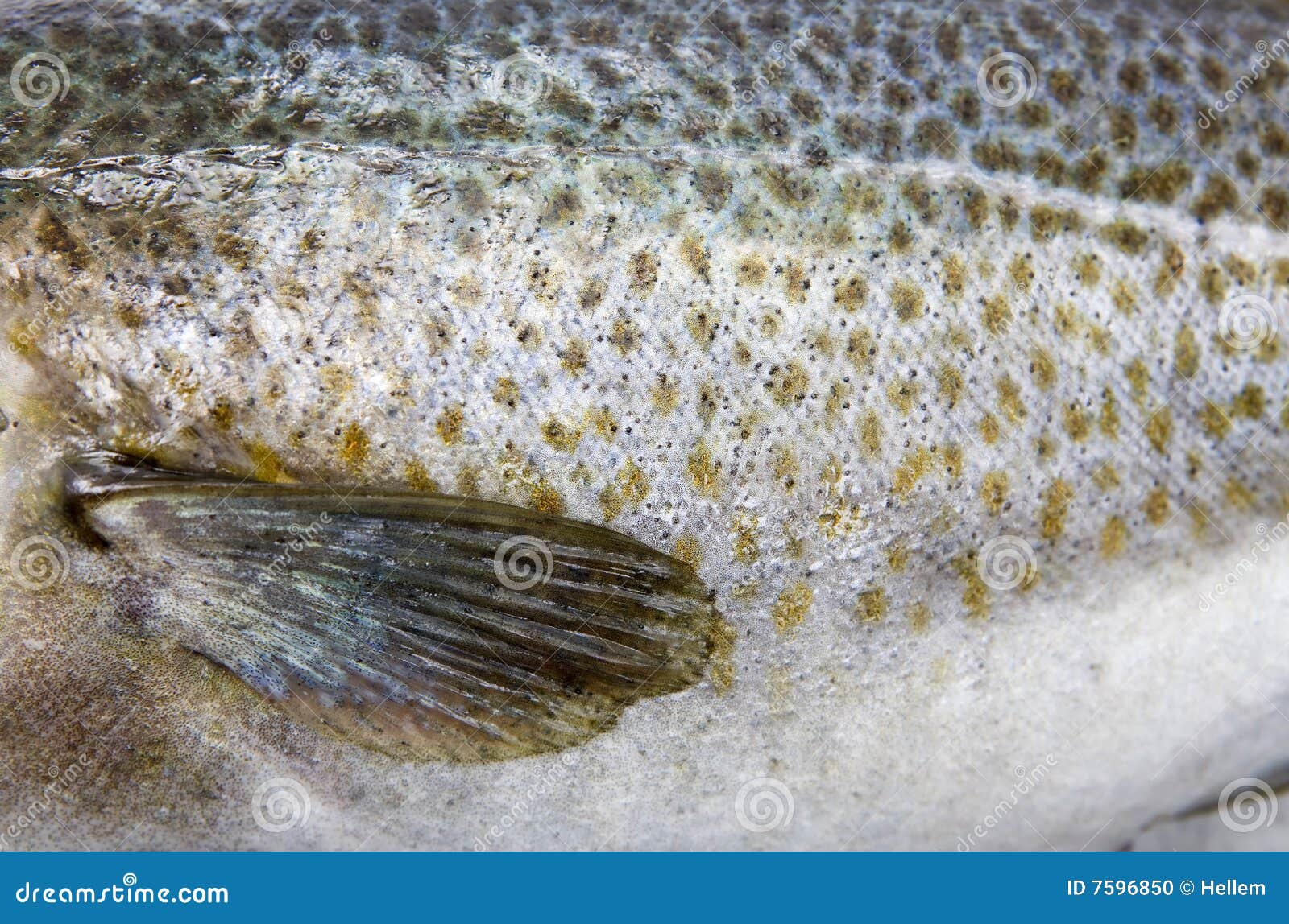 Cod Skin stock photo. Image of water, endangered, angle - 7596850