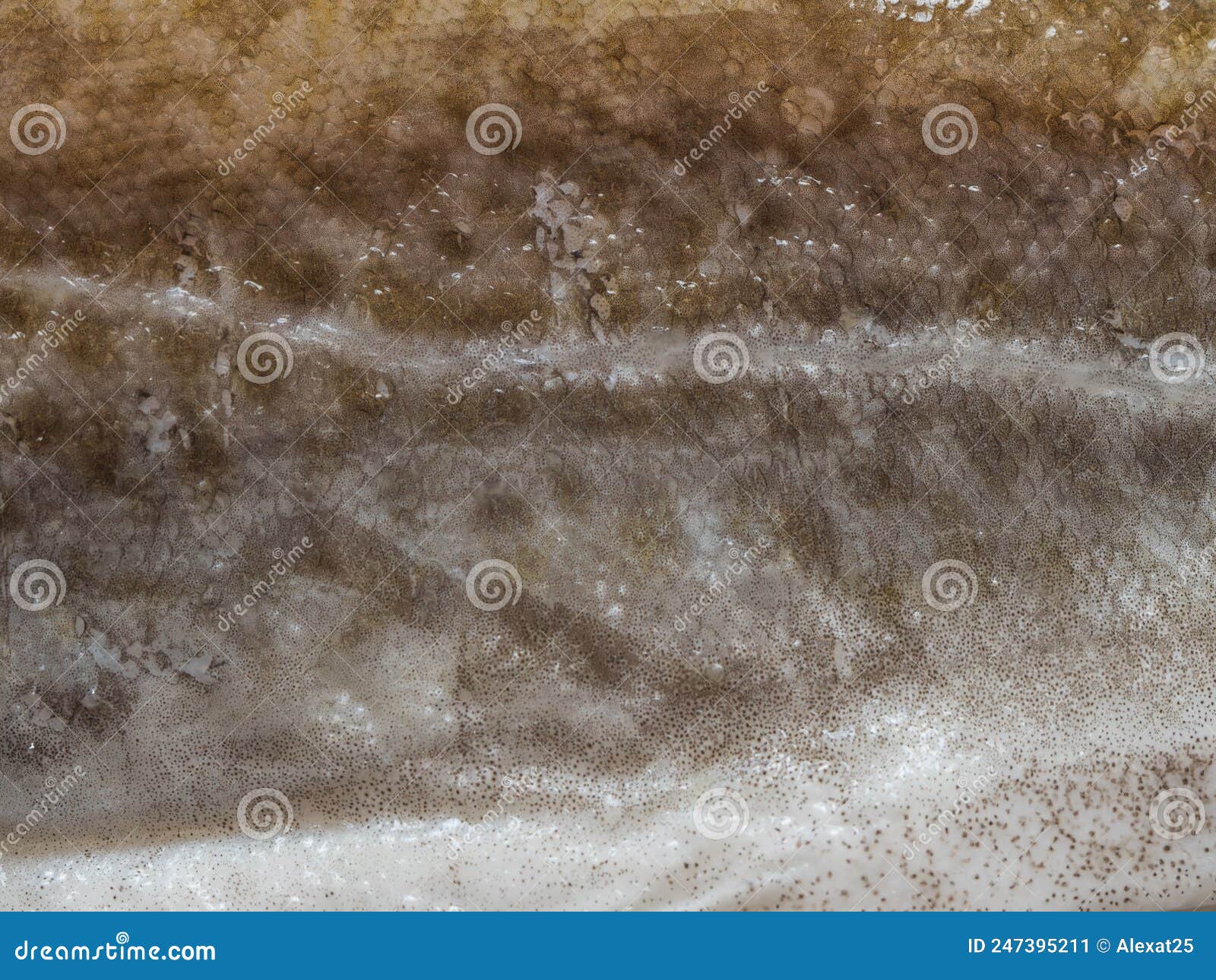 Cod skin texture stock image. Image of piece, gourmet - 247395211
