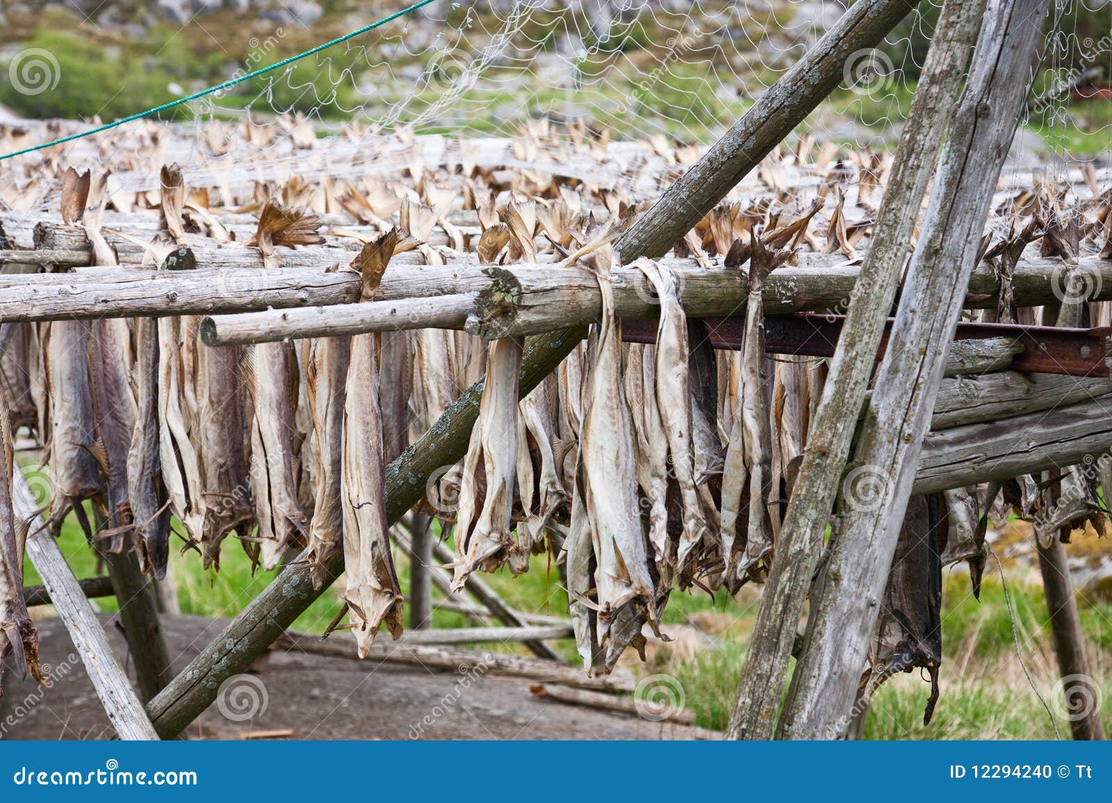 Cod stockfish stock photo. Image of animal, hanging, cultur - 12294240