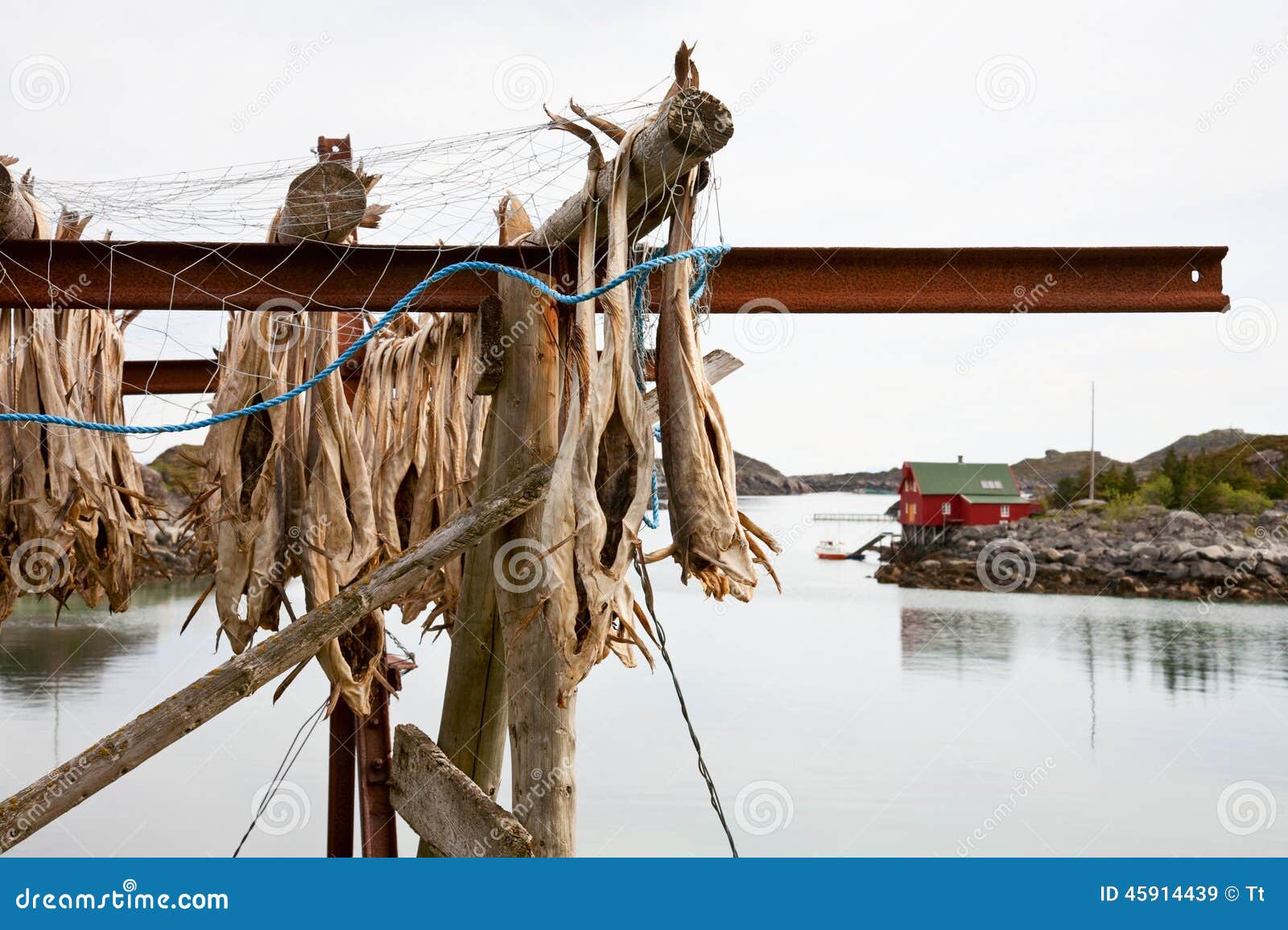 Cod stockfish stock image. Image of islands, nature, norway - 45914439