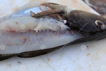 Cod worm parasite stock photo. Image of fresh, quality - 119628224