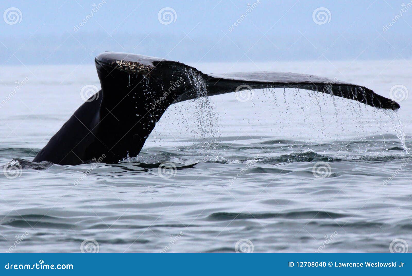 Coda D'Alasca Della Balena Di Humpback Fotografia Stock - Immagine di ...