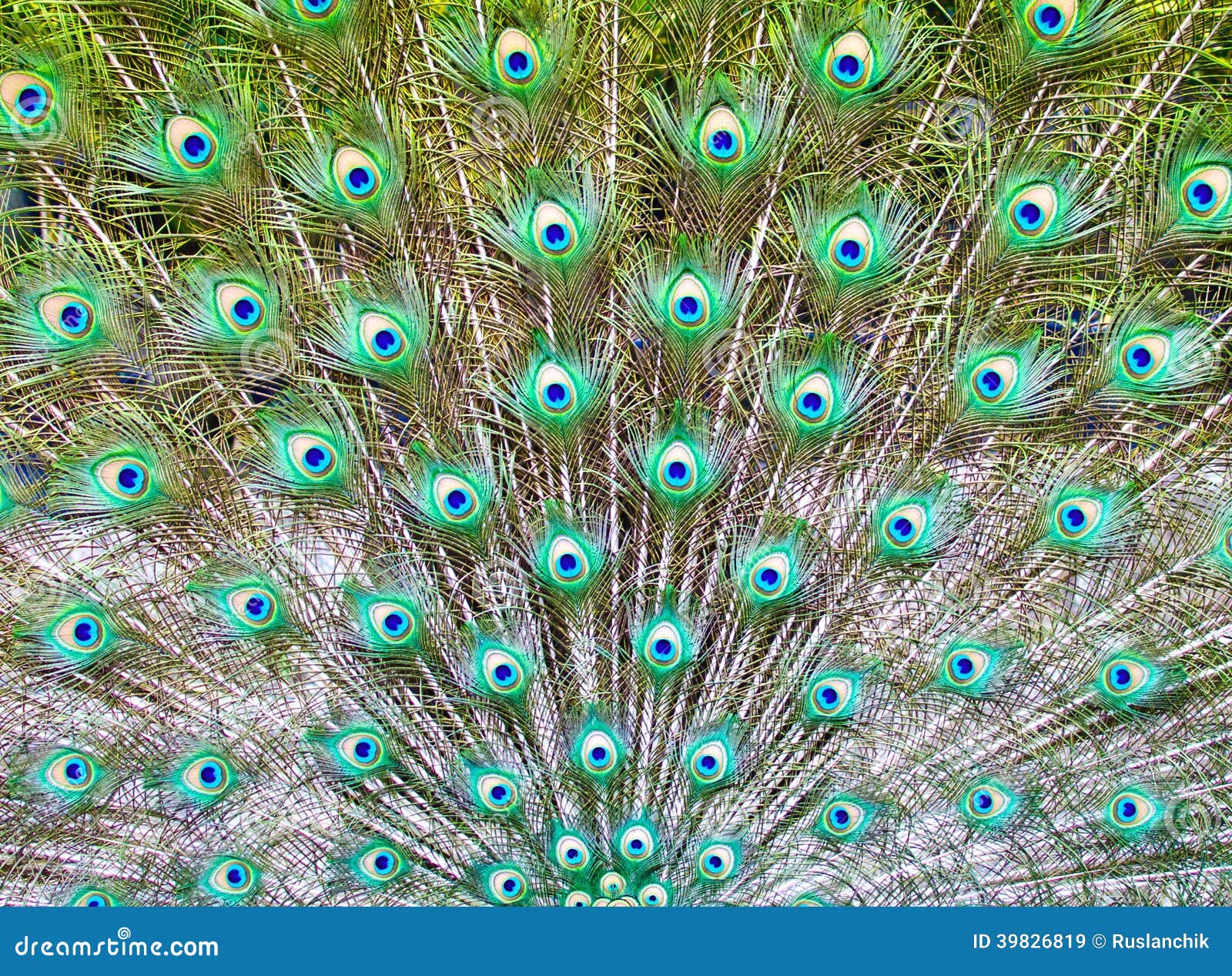 Coda del pavone immagine stock. Immagine di colore, luminoso - 39826819