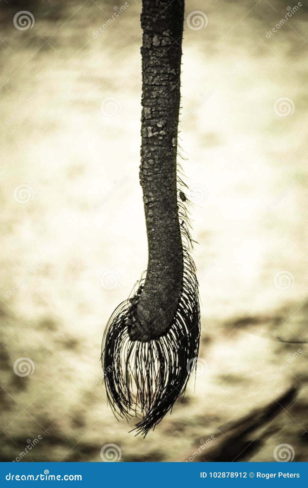 Coda dell'elefante fotografia stock. Immagine di asciutto - 102878912