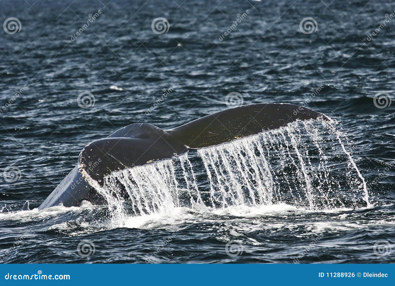 Coda della balena fotografia stock. Immagine di massachusetts - 11288926