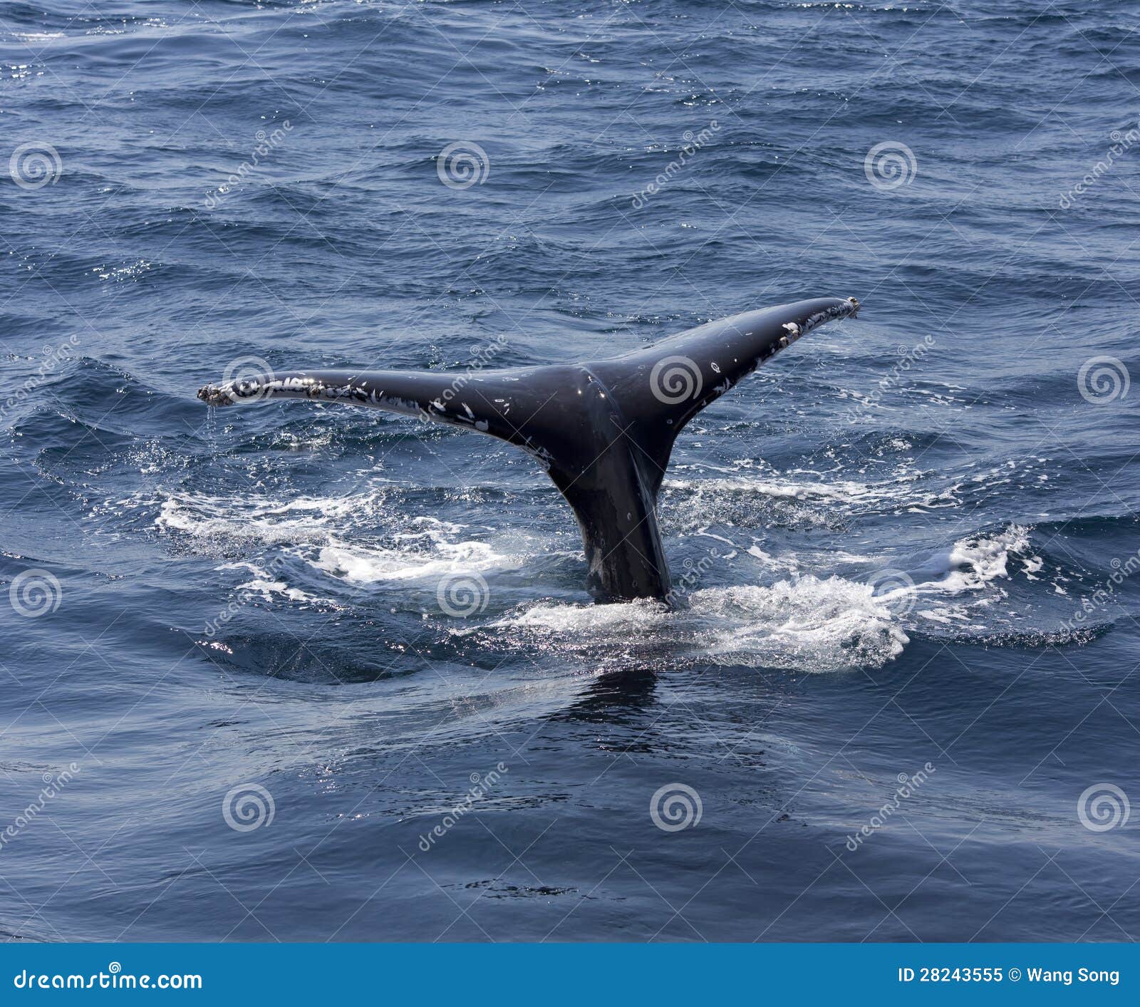 Coda della balena immagine stock. Immagine di australia - 28243555