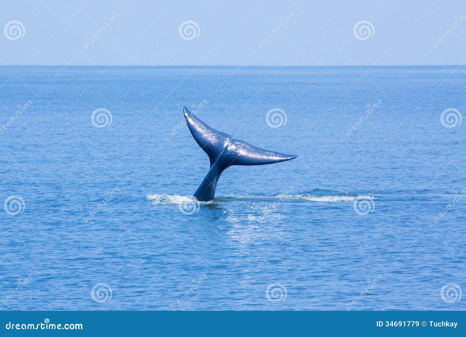 Coda della balena immagine stock. Immagine di isola, mare - 34691779