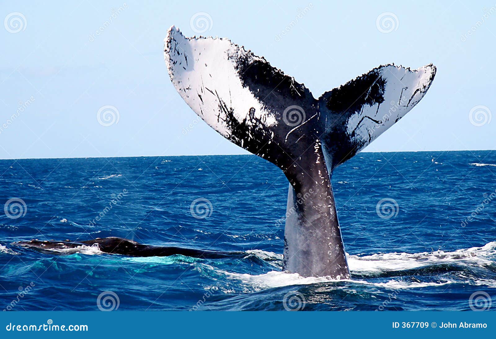 Coda della balena immagine stock. Immagine di oceano, mari - 367709