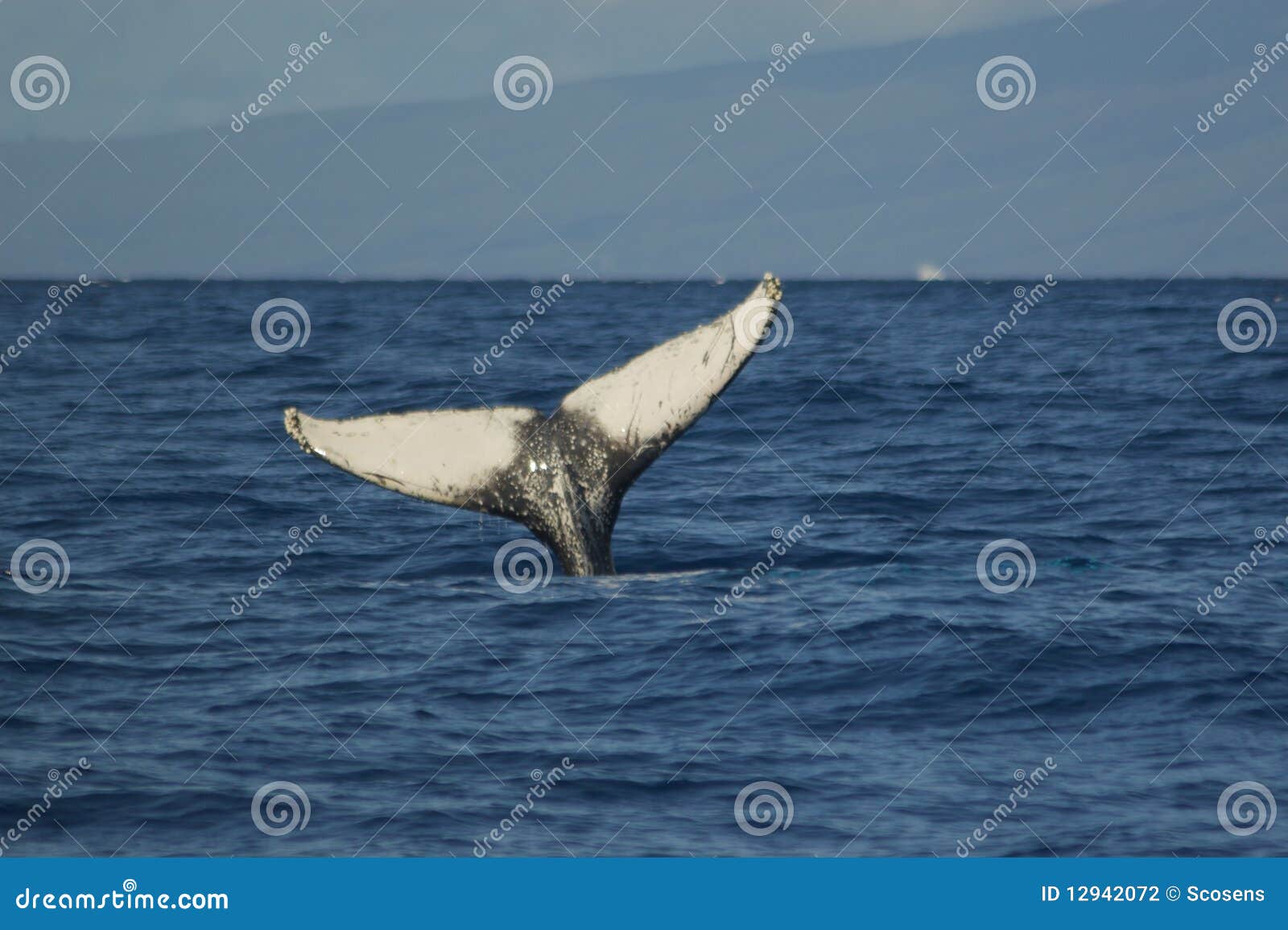 Coda Della Balena Di Humpback Fotografia Stock - Immagine di passera ...