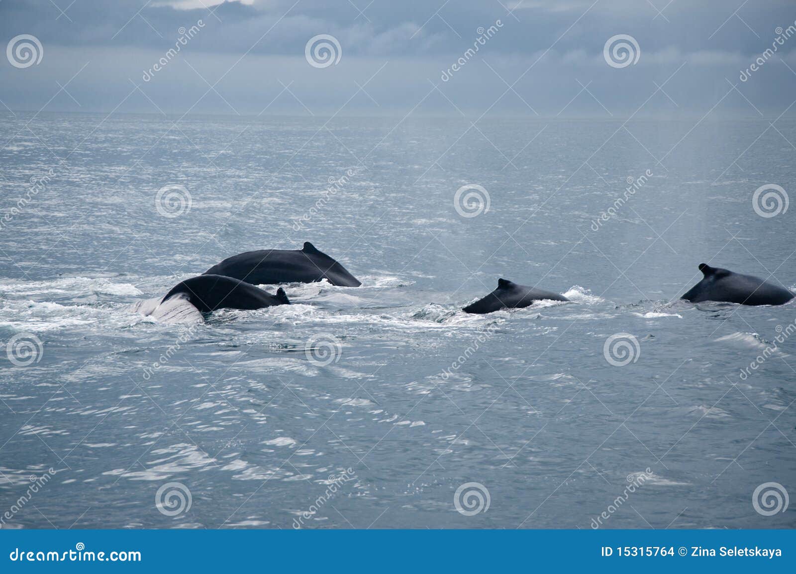 Coda Della Balena Di Humpback Fotografia Stock - Immagine di nave ...