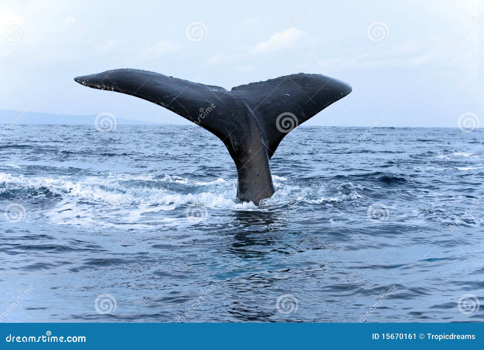 Coda Della Balena Di Humpback Immagine Stock - Immagine di potente ...
