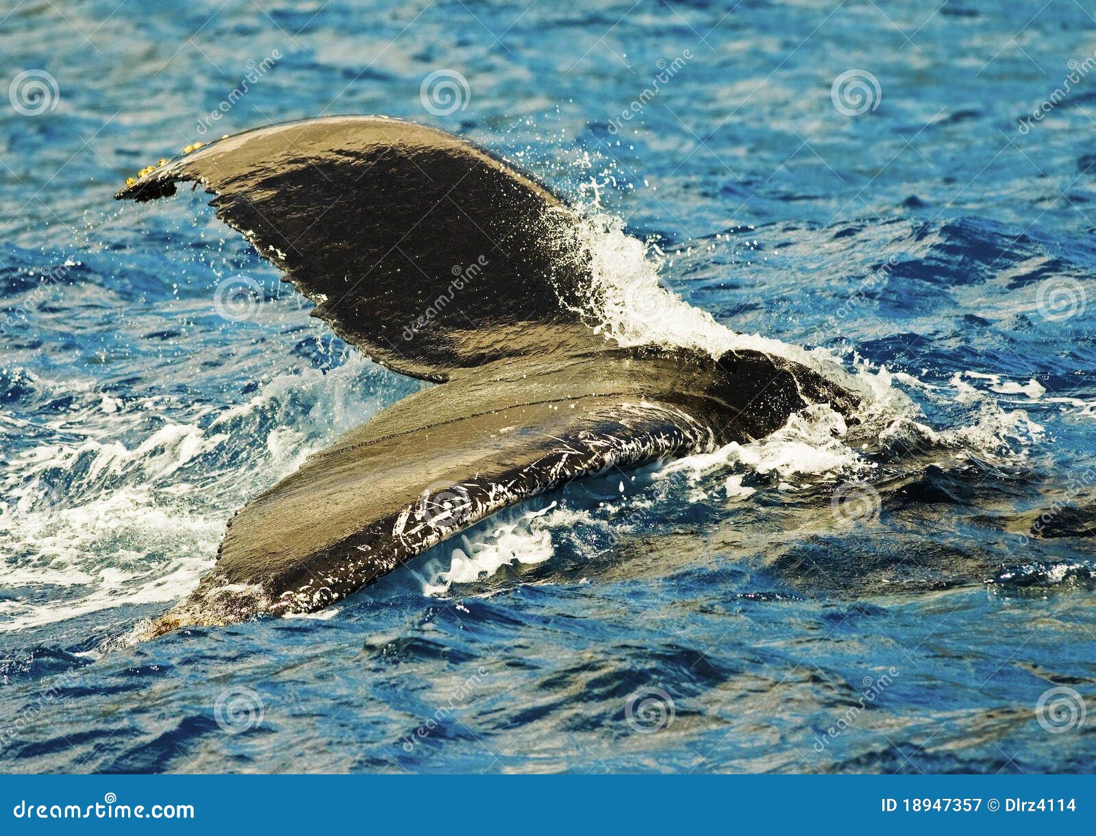 Coda Della Balena Di Humpback Immagine Stock - Immagine di maui ...