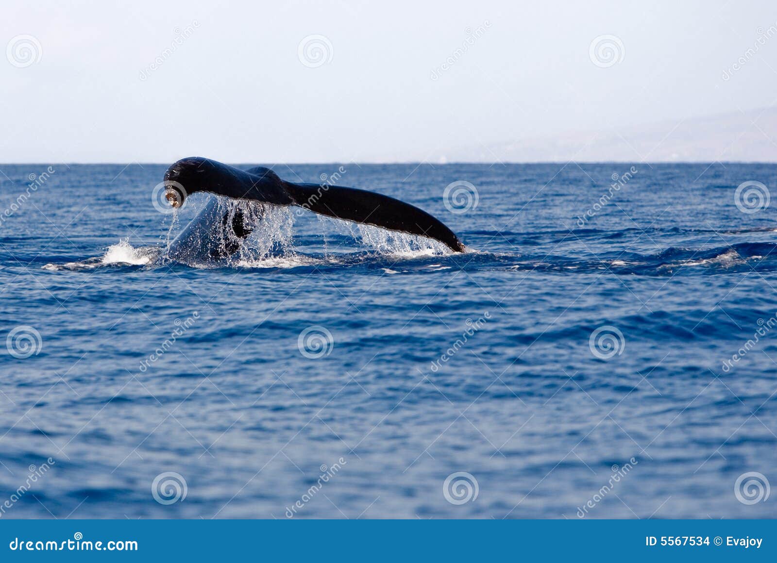 Coda Della Balena Di Humpback Fotografia Stock - Immagine di balena ...