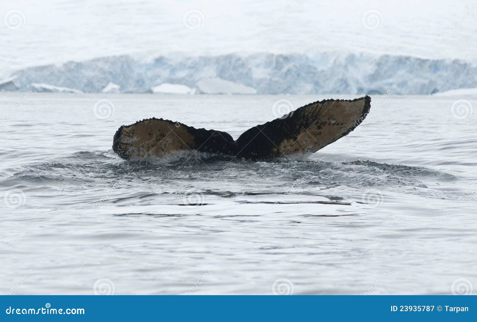 Coda Della Balena Di Humpback Dived-1. Immagine Stock - Immagine di ...