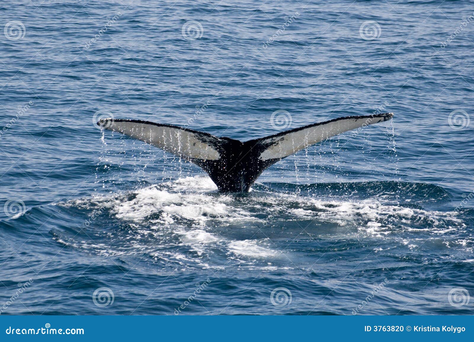 Coda Della Balena Di Humpback/NOVA Del Megaptera Fotografia Stock ...