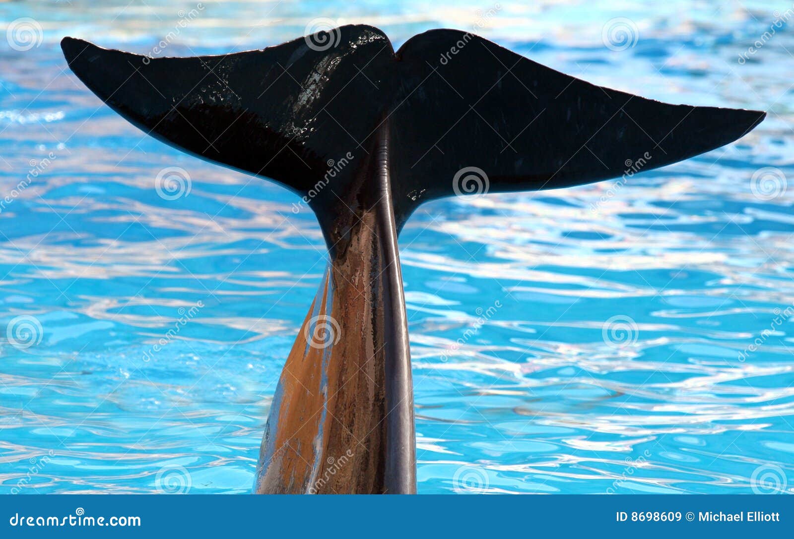 Coda della balena pilota immagine stock. Immagine di luccicare - 8698609