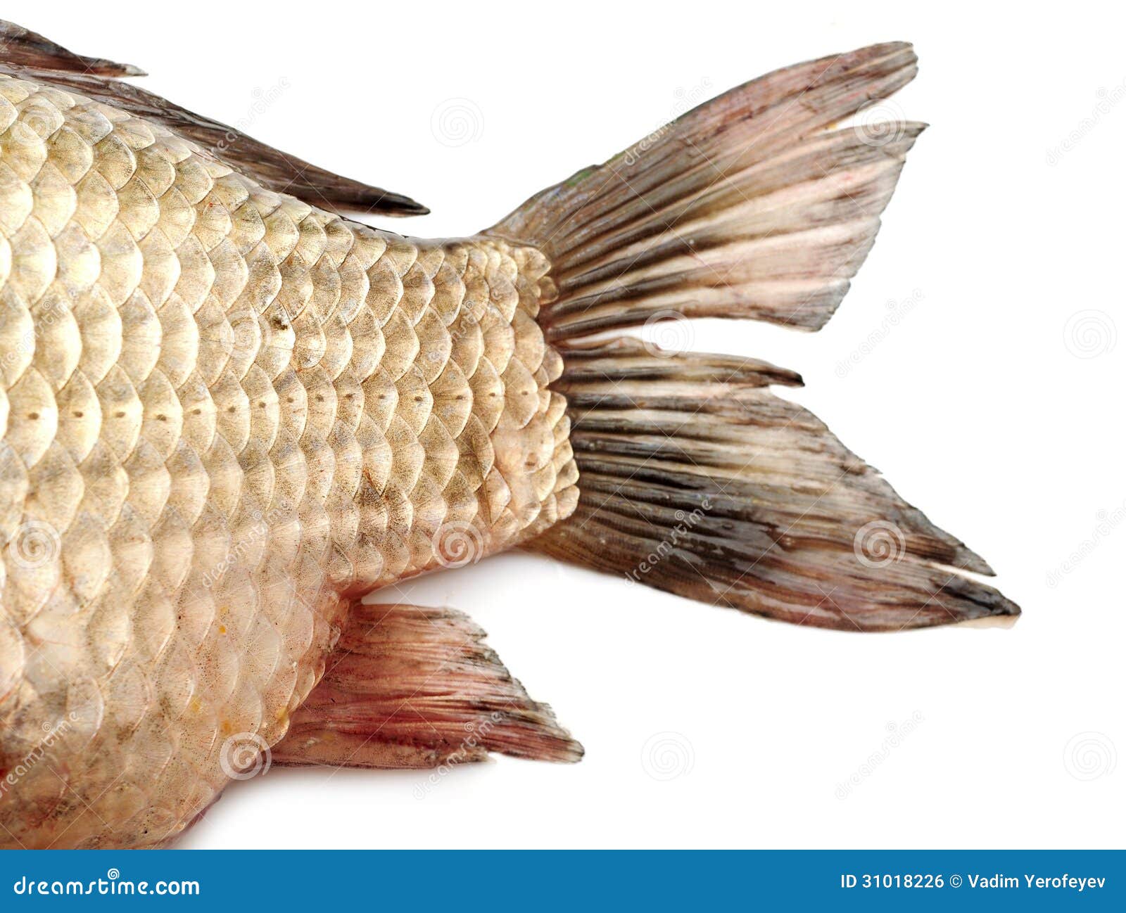 A coda di pesce, carpa fotografia stock. Immagine di incroci - 31018226
