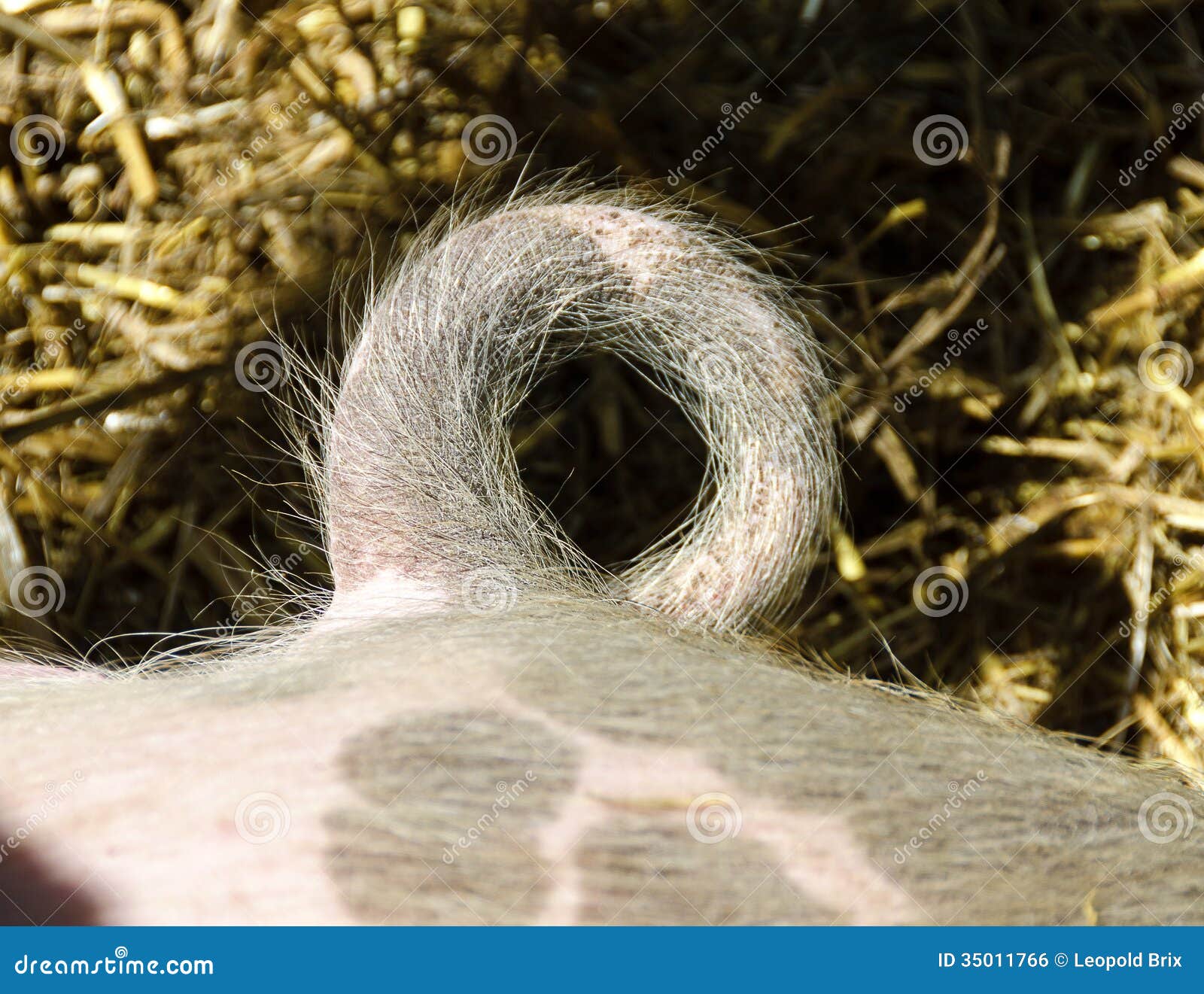 Coda Di Un Maiale Domestico Fotografia Stock - Immagine di peloso ...