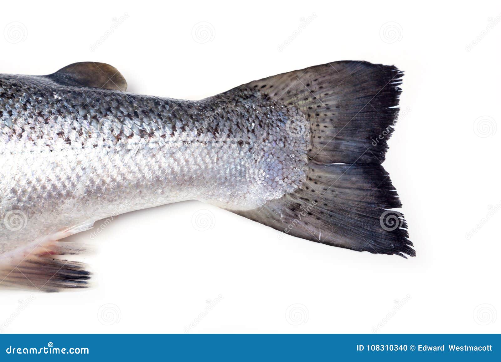 Coda Di Un Salmone Atlantico Fotografia Stock - Immagine di bianco ...