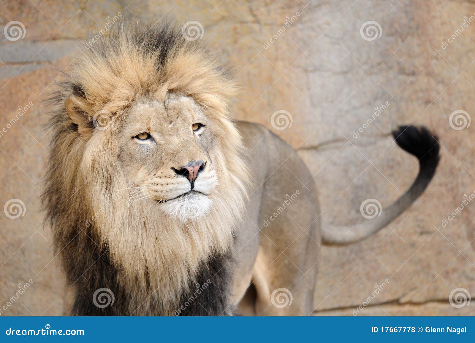 Coda Scuotente Del Leone Africano Fotografia Stock - Immagine di ...