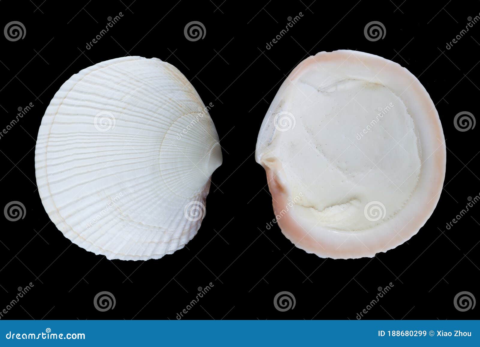 Codakia punctata imagem de stock. Imagem de meta, alto - 188680299