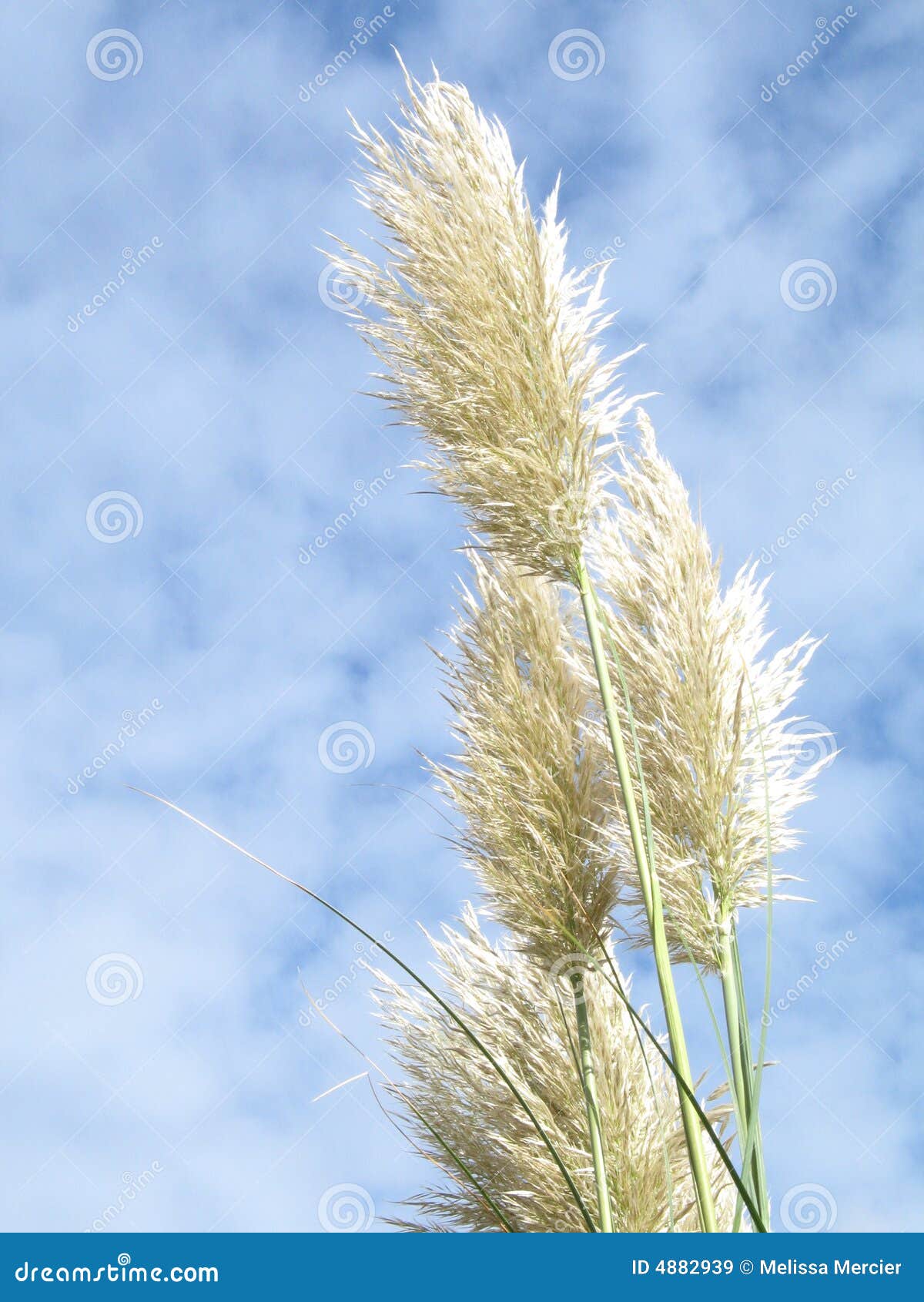 Code di volpe immagine stock. Immagine di esterno, giallo - 4882939