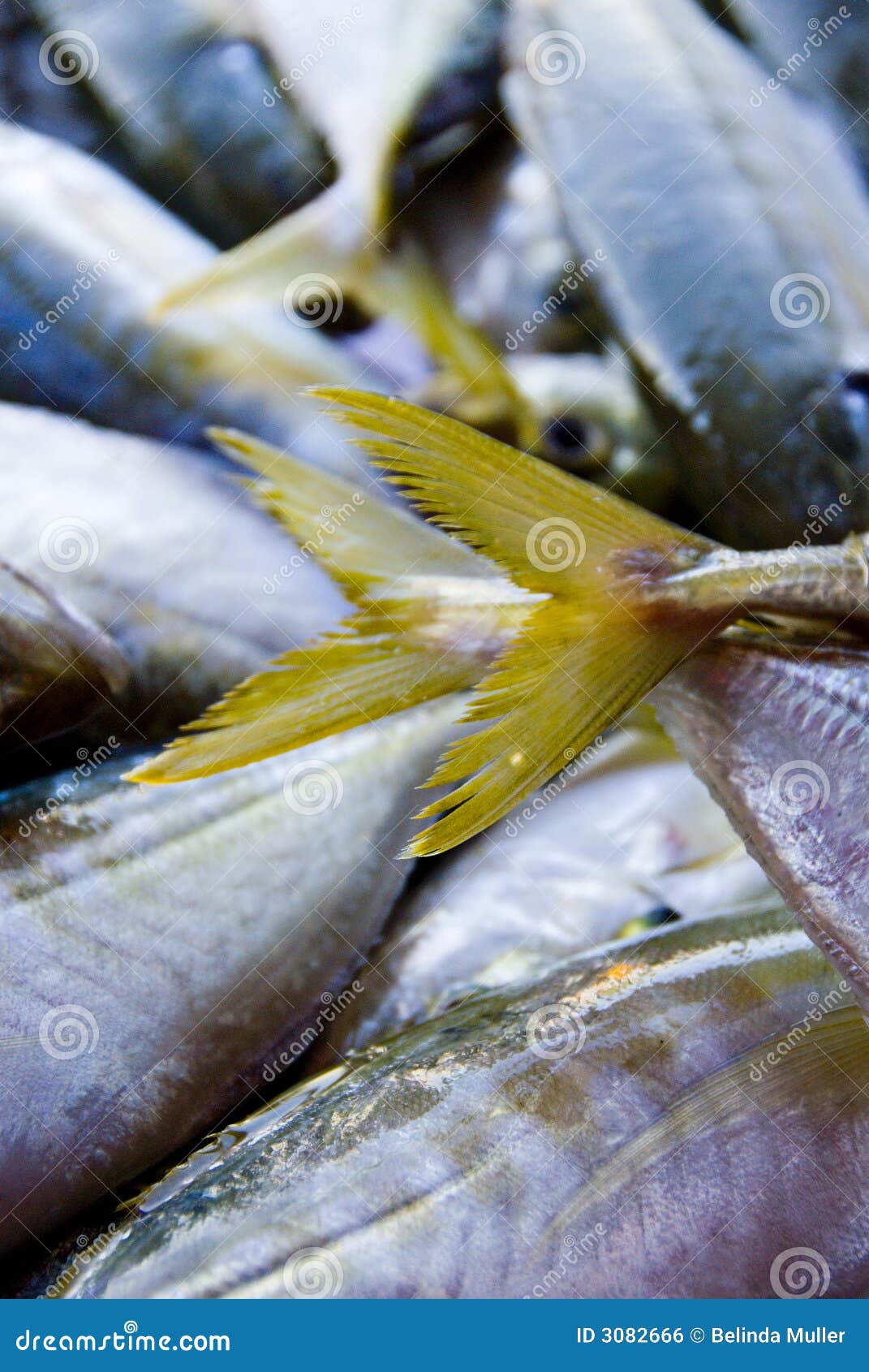 Code Gialle Dei Pesci Al Servizio Fotografia Stock - Immagine di crudo ...