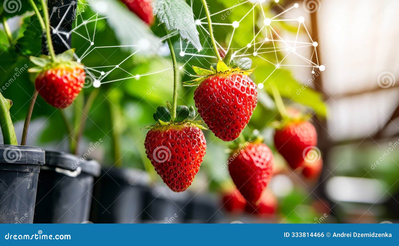 Codename Strawberry Combines Natural Elements with Advanced AI To ...