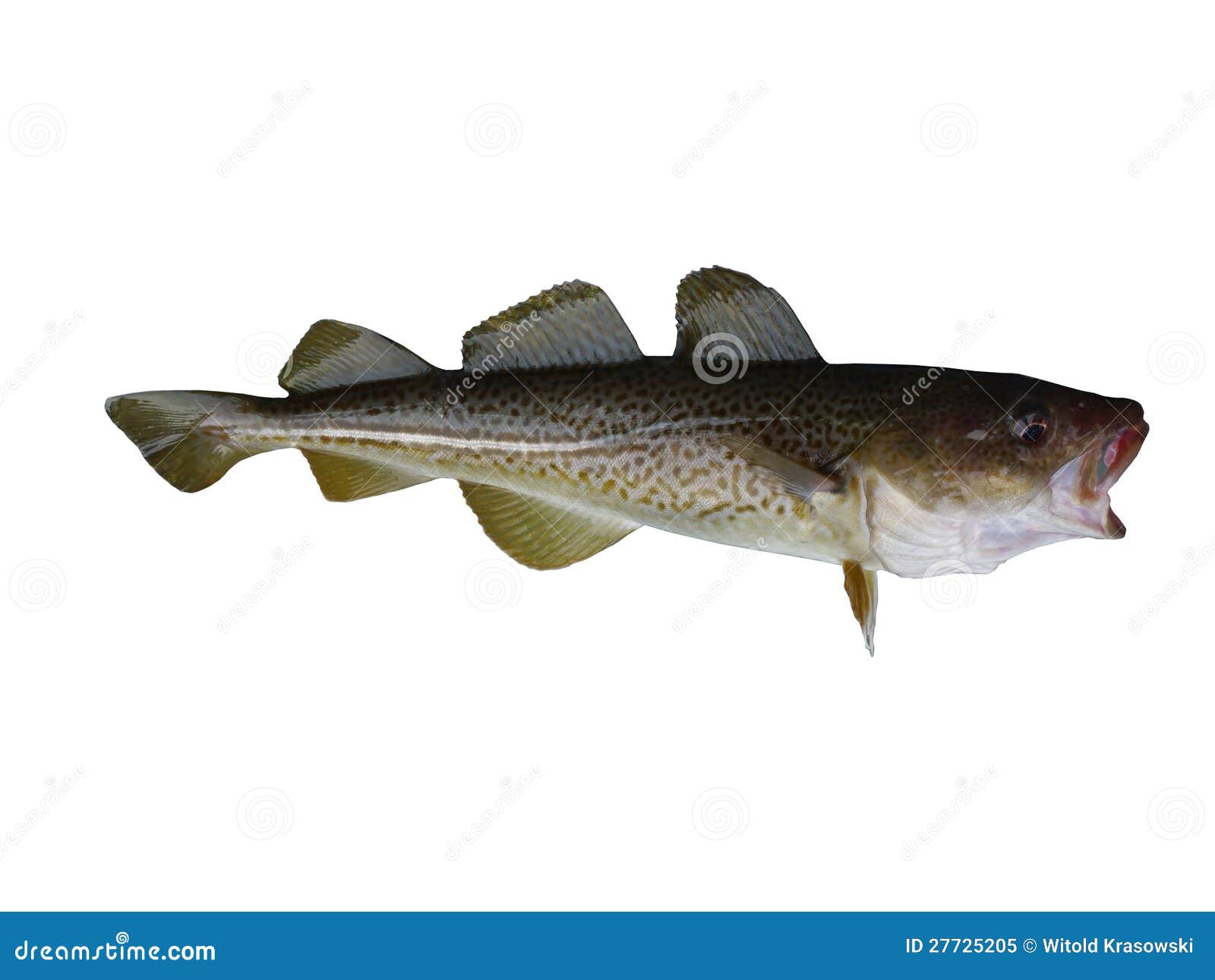 Codfish stock image. Image of animal, tasty, codfish - 27725205