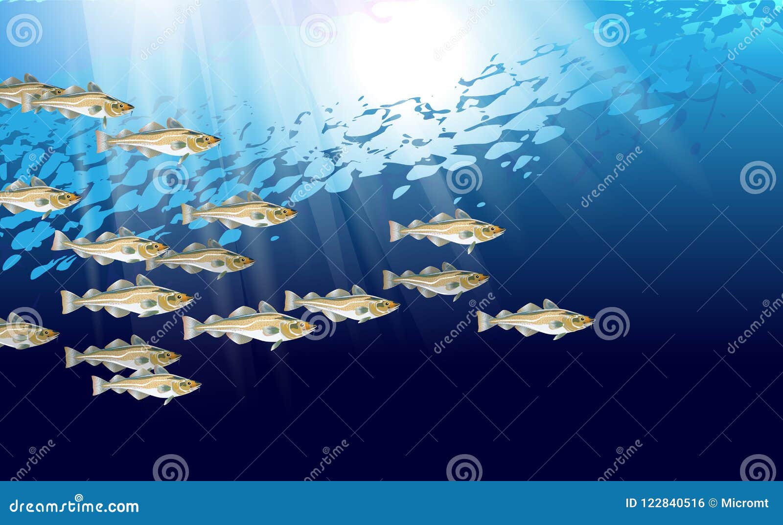Codfish Background. Cod Atlantic, Vector Illustration with Details and ...