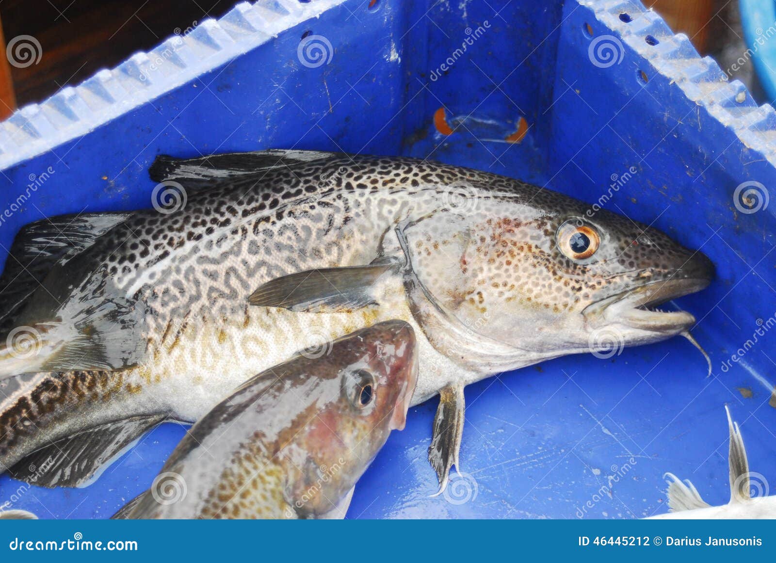Codfish stock photo. Image of mottled, baltic, freshness - 46445212
