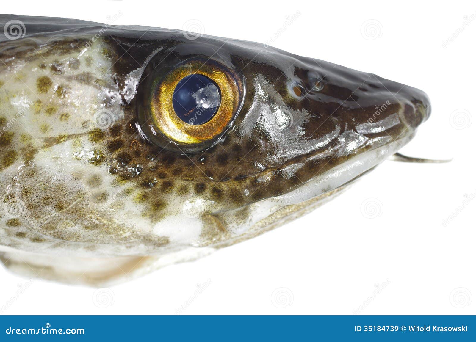 Codfish stock image. Image of baltic, isolated, trophy - 35184739